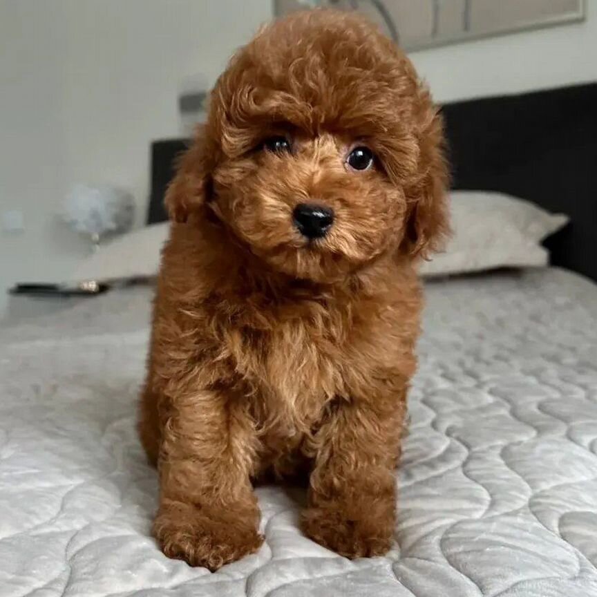 Той-пудель, щенок