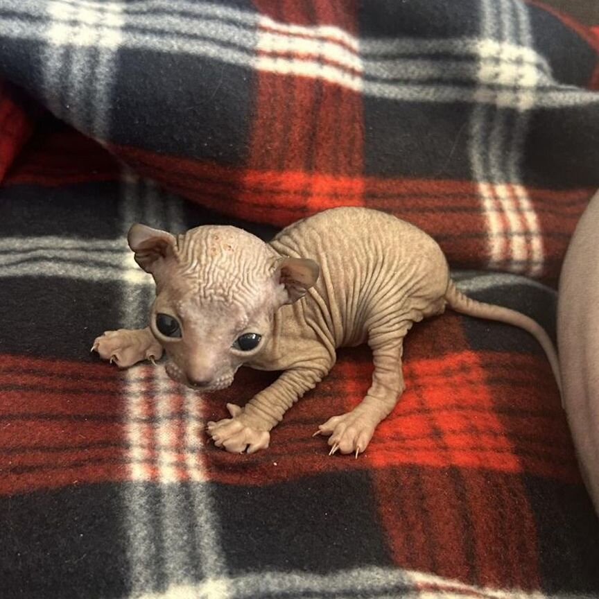 Донской сфинкс котёнок