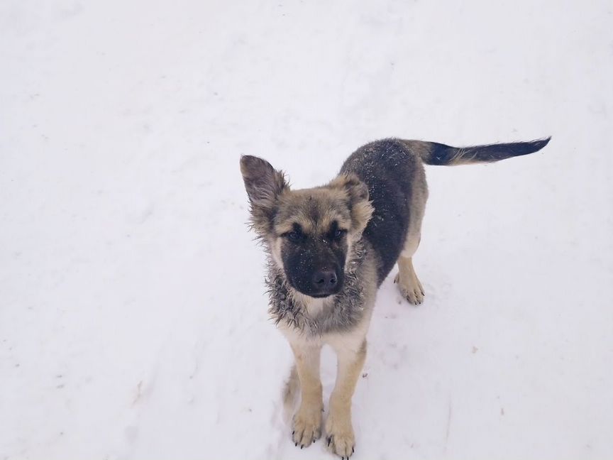 Щеночки мальчики