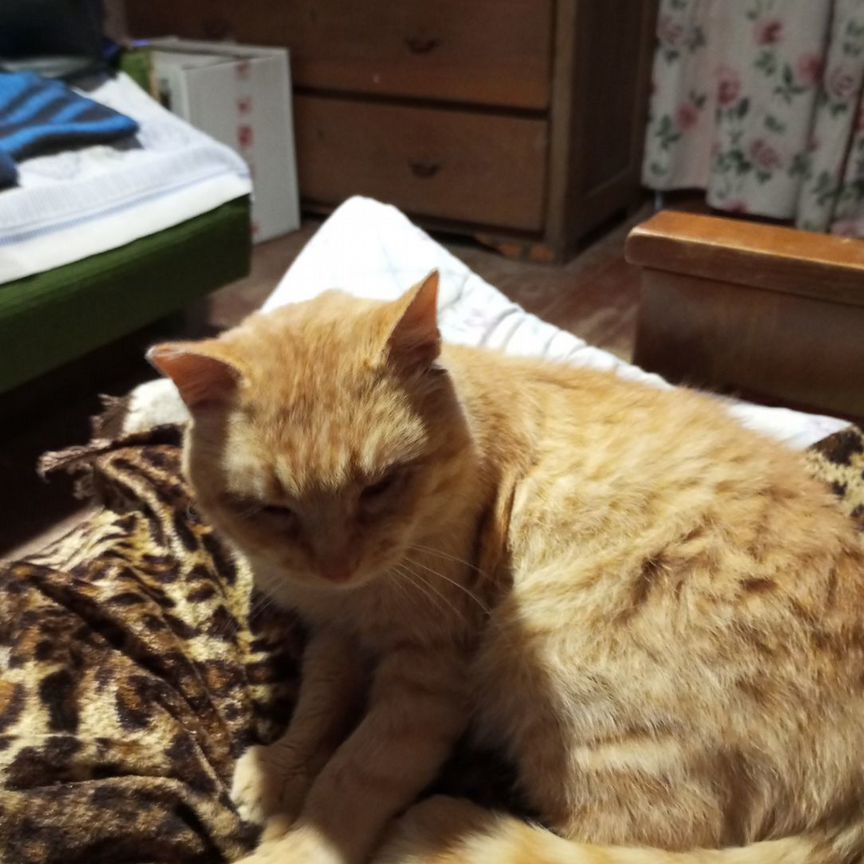 Солнечный котик