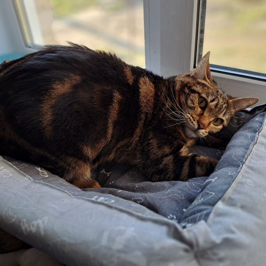 Бенгальская, взрослая кошка