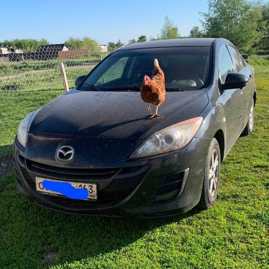 Куры несушки