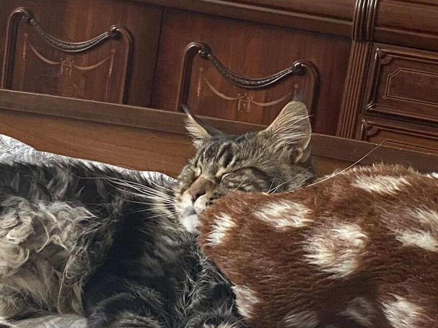 Котик ищет кошечку на случку