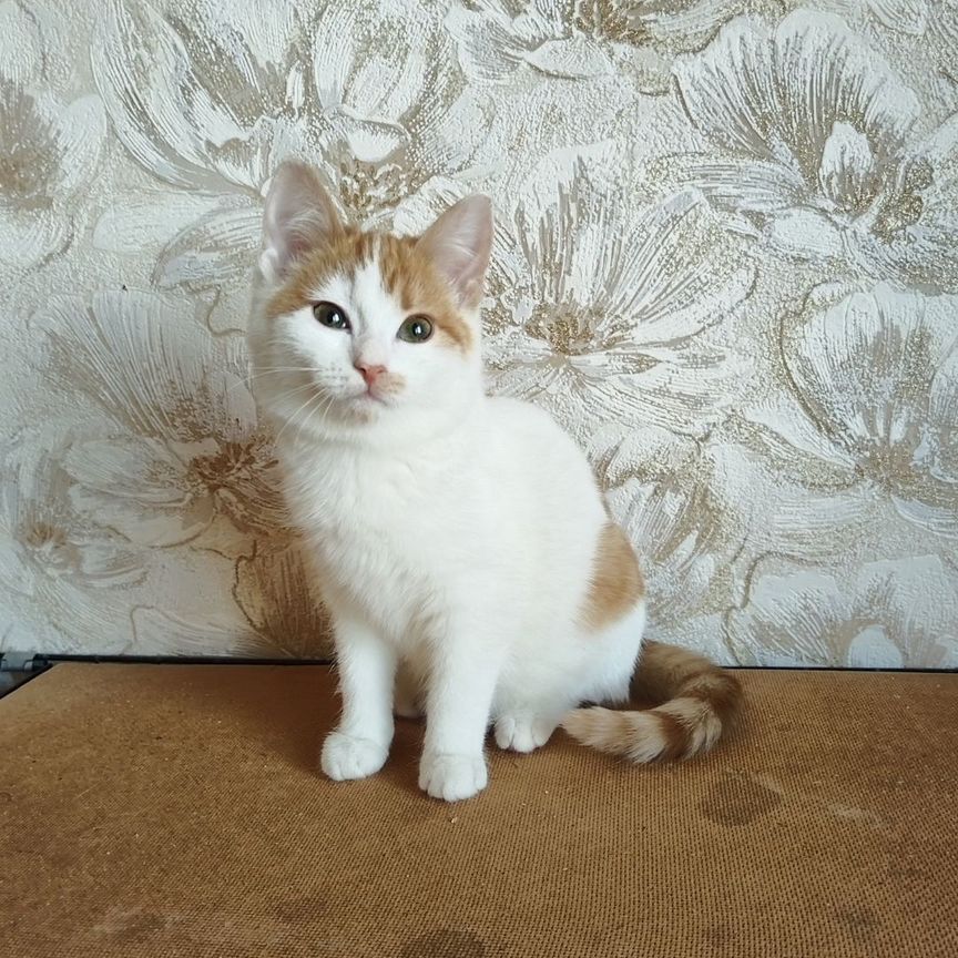 Котёнок