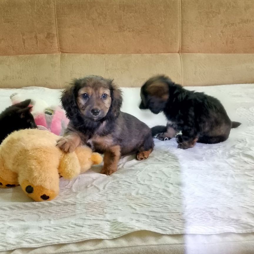 Кроличья такса, щенок