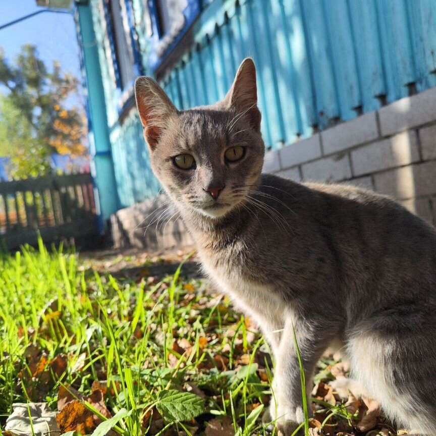 Котик молодой в добрые руки
