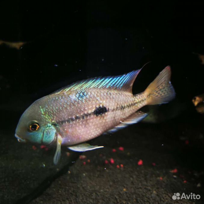 Никарагуанская цихлазома самка