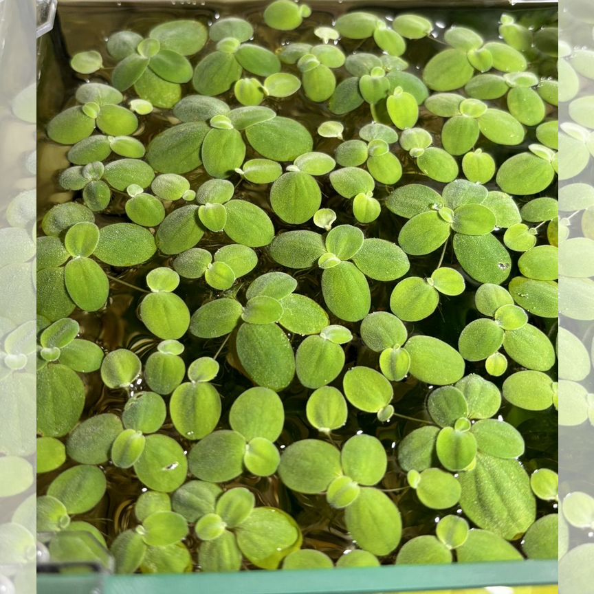 Растение пистия