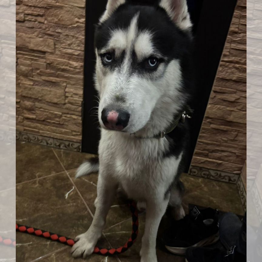 Сибирский хаски, взрослый пёс