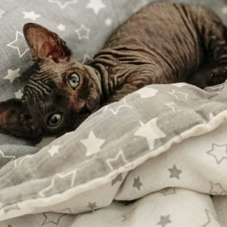 Котёнок Сфинкс