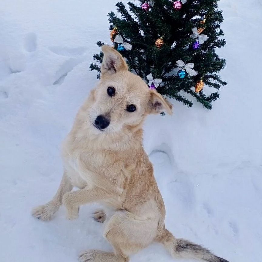 Собака в добрые руки