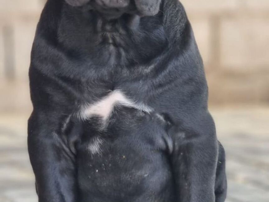 Щенки кане Корсо от чемпиона