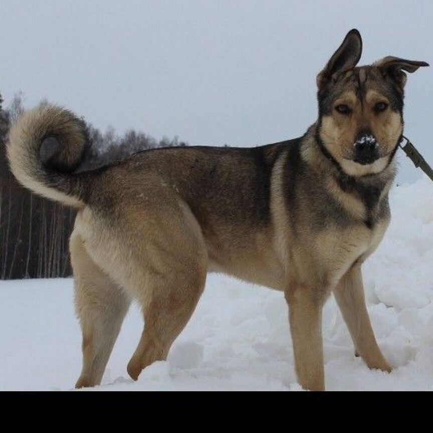 Пёсик 1 год, крупный