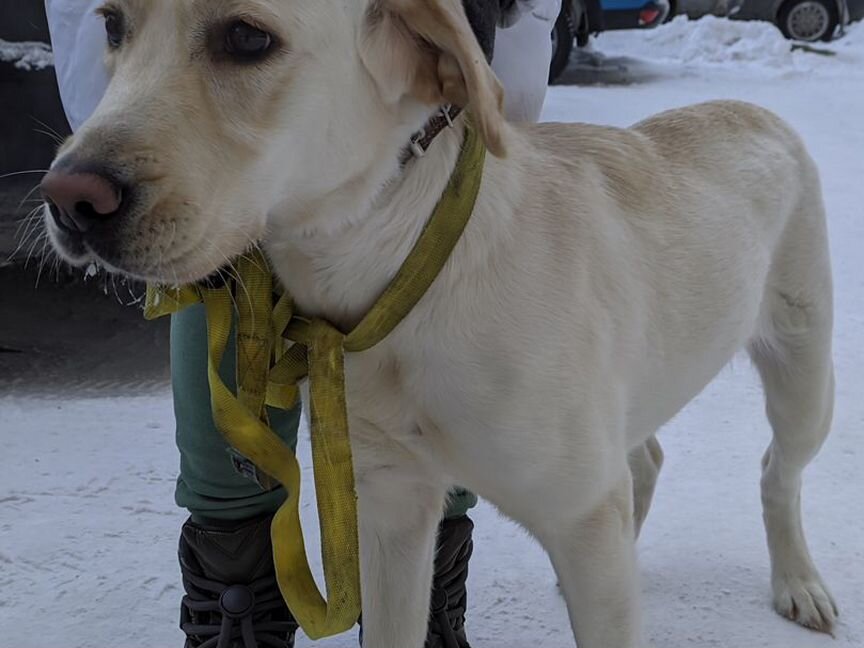 Найдена собака