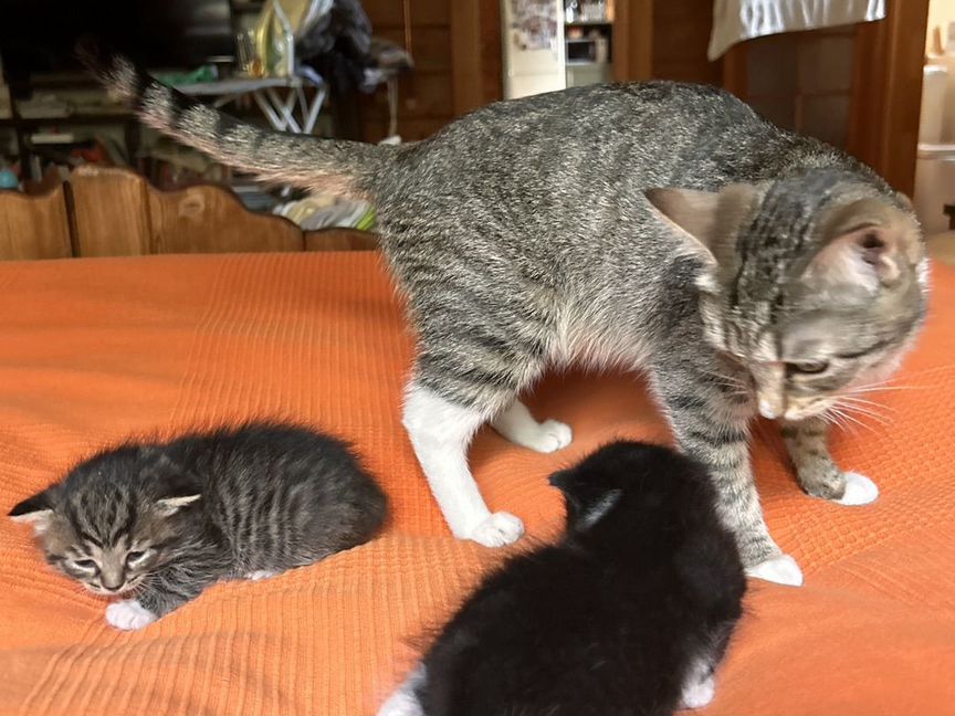 Отдам котят даром
