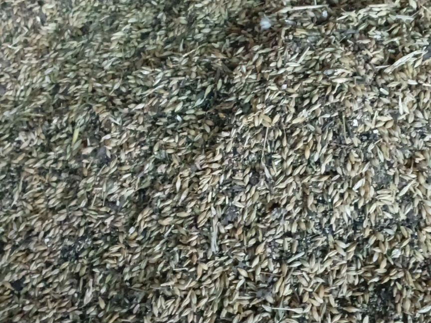 Ячменный отходы