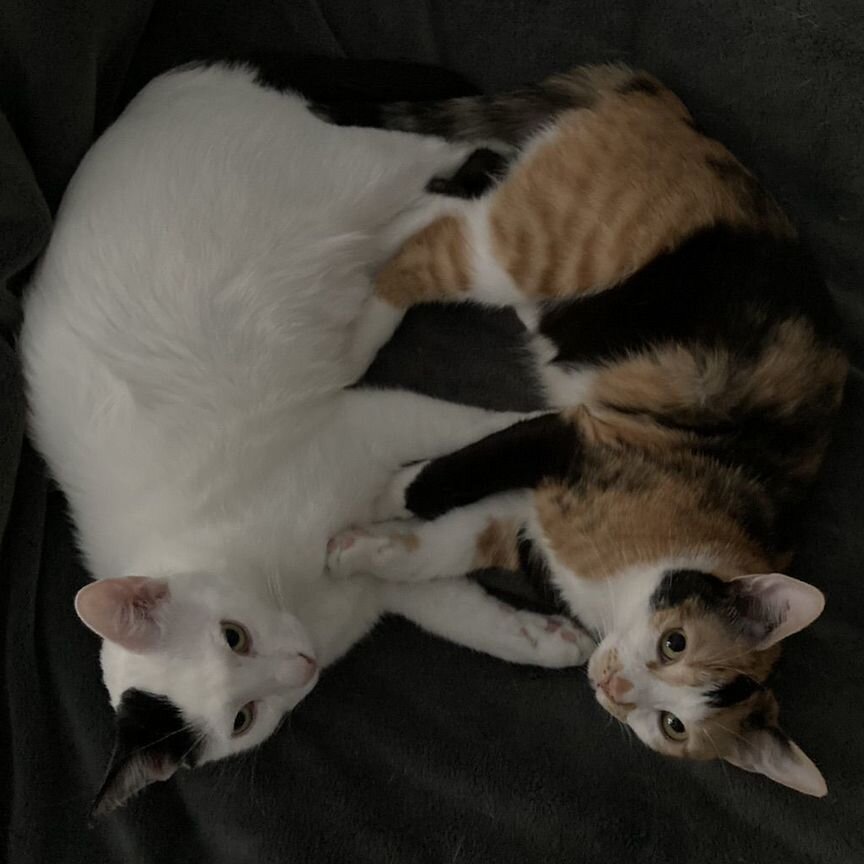 Кот Бима и кошка Паша, в добрые руки