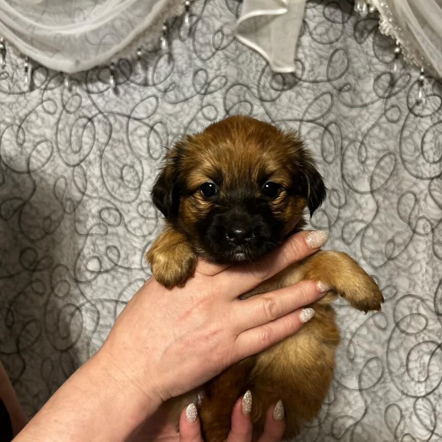 Отдам, щенят породы той терьер