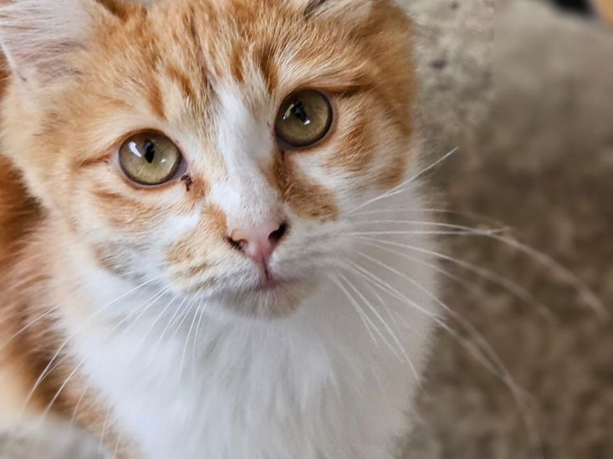 Кошка в дар