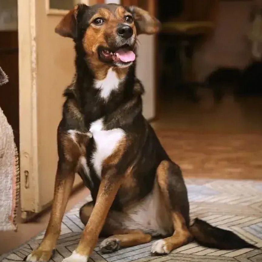 Взрослая собака в добрые руки