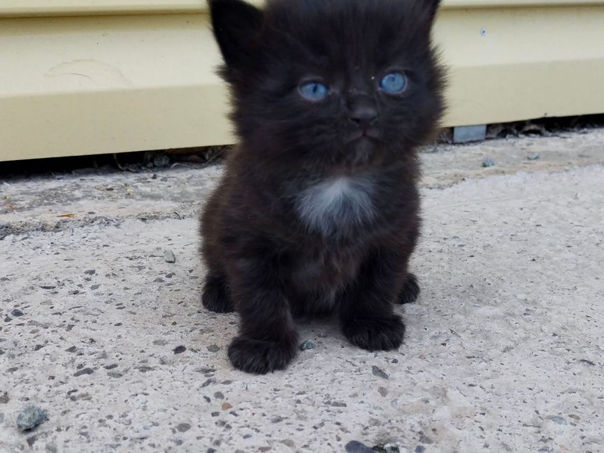 Лечебные котята.кот и кошки