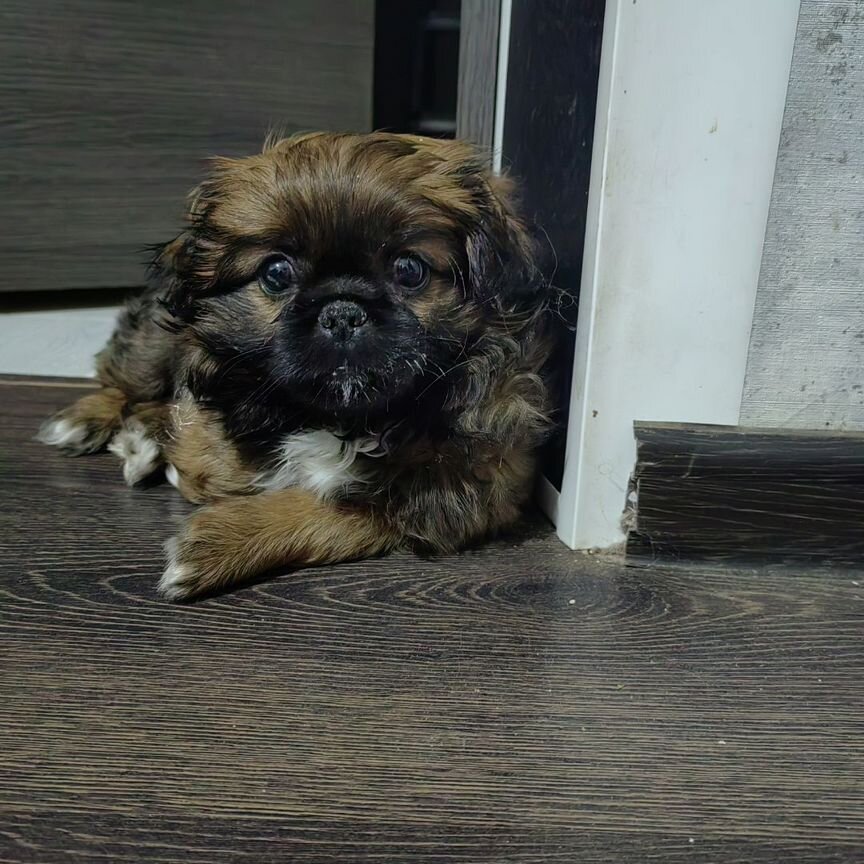 Щенок пекинеса