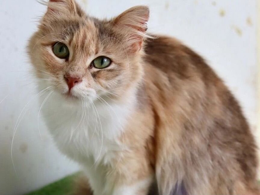 Касси ищет дом