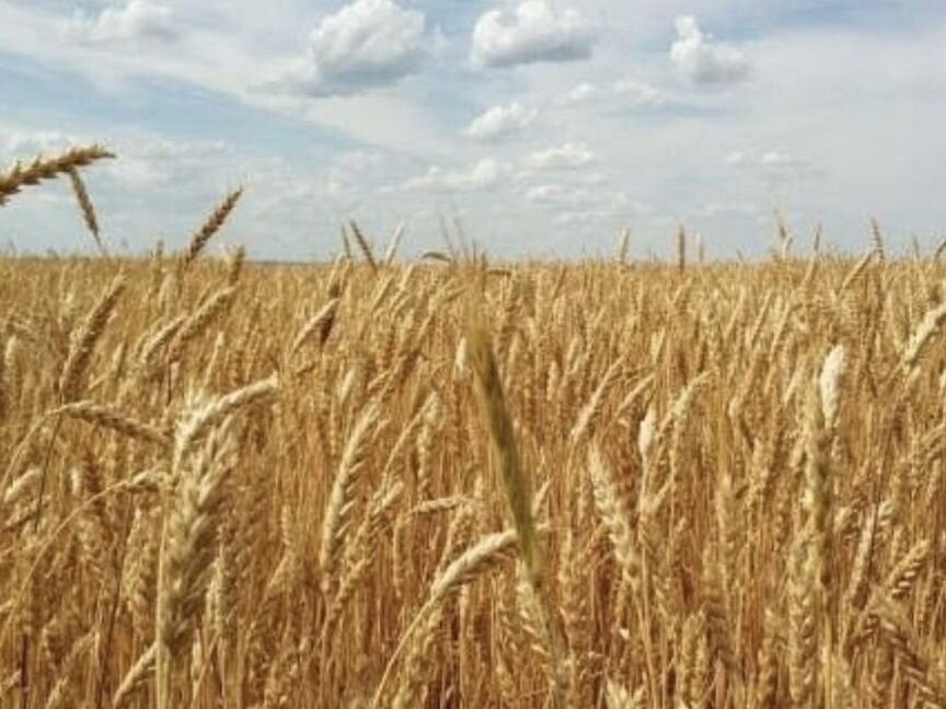 Озимая пшеница