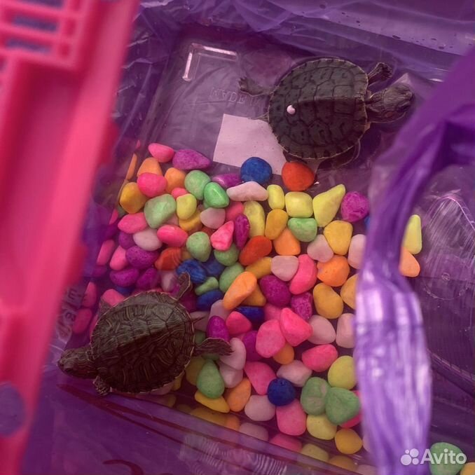 Домашние животные черепахи