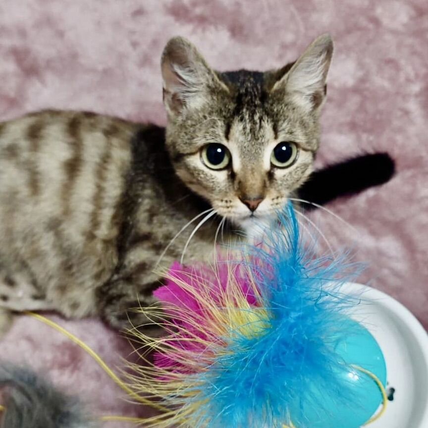 Чудесная полосатая девчушка ищет дом