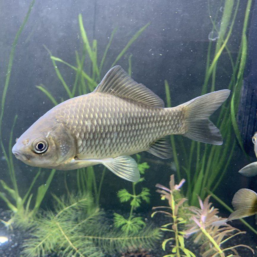 Аквариумый карась