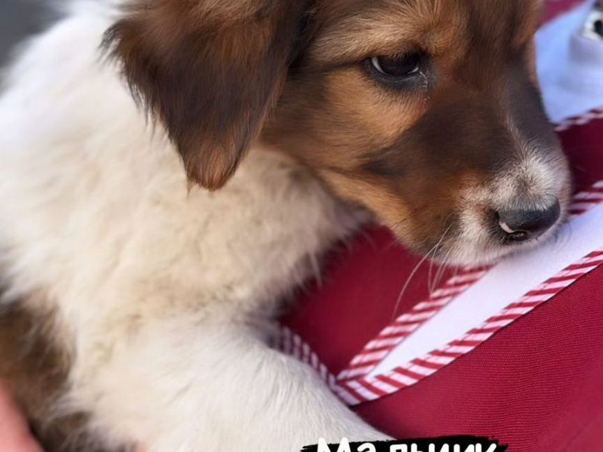 Собака в добрые руки щенок