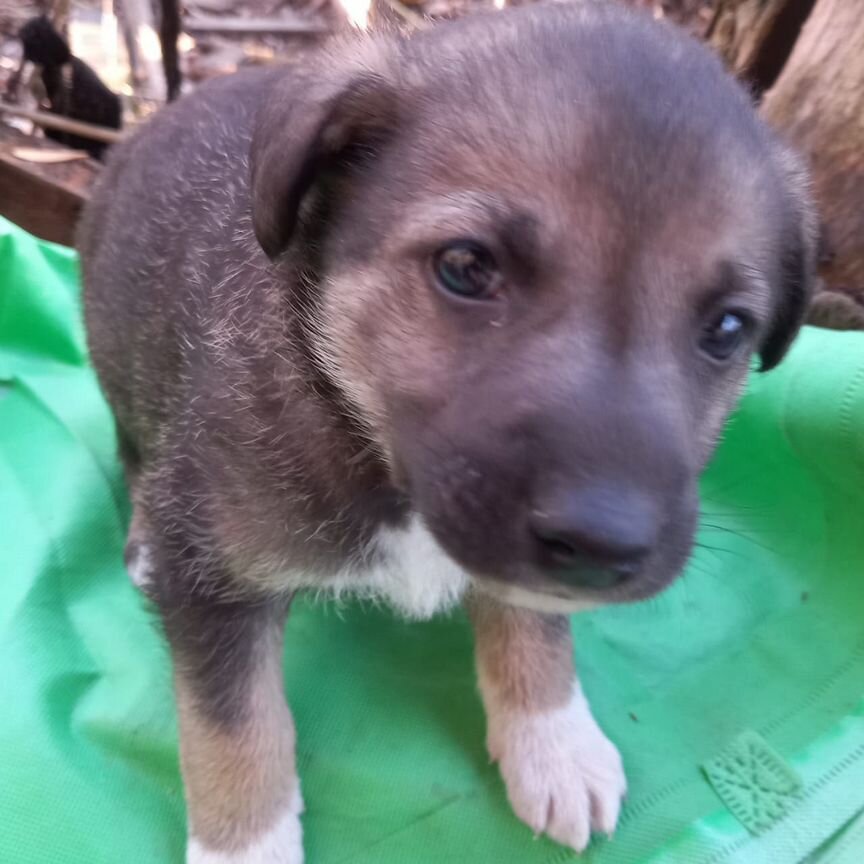 Мальчик 1 месяц. Будет среднего размера