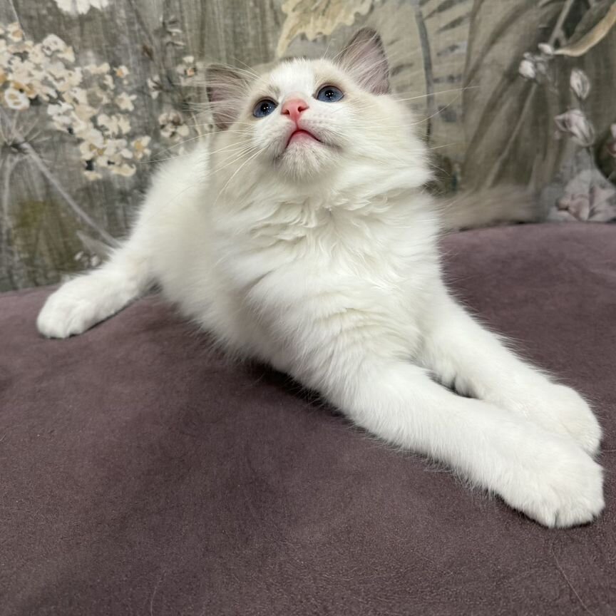 Рэгдолл котёнок