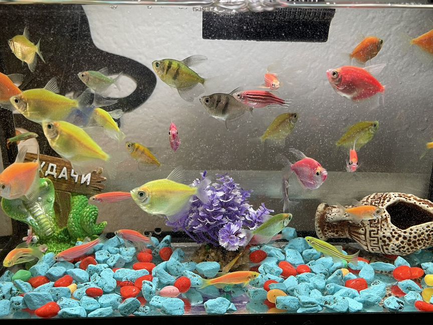 Разные Аквариумные рыбы