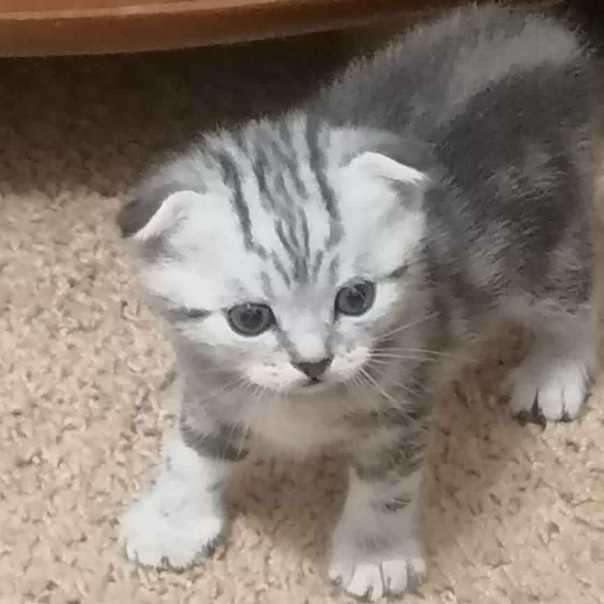 Шотландский вислоухий короткошёрстный котёнок