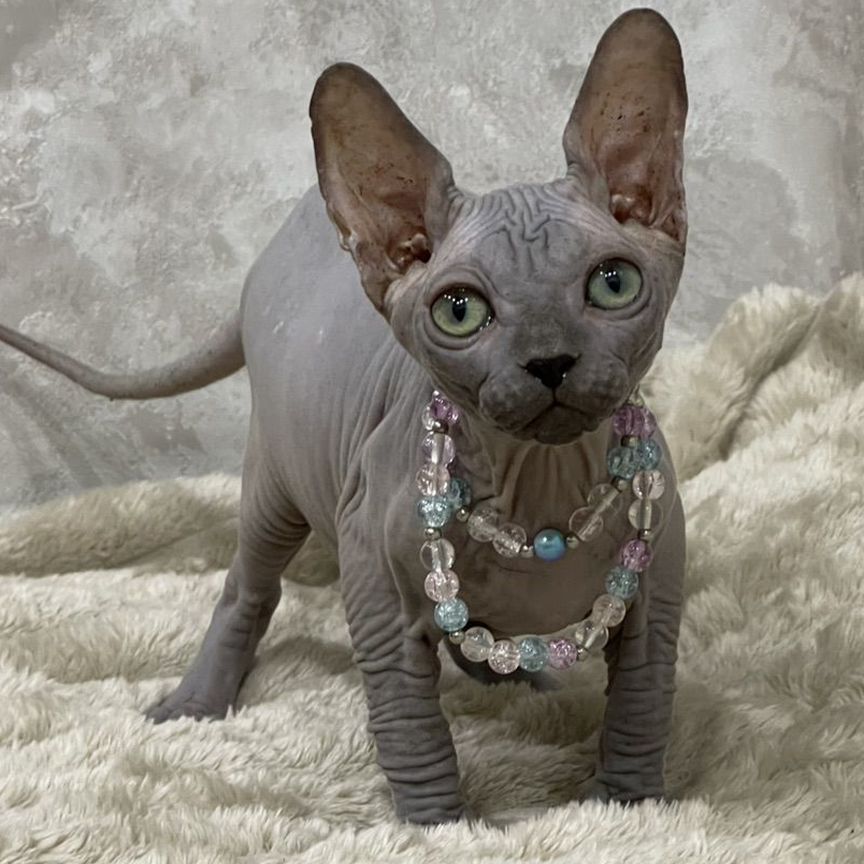 Канадский сфинкс котёнок