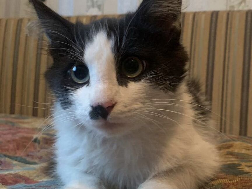 Котенок усатик 3 месяца