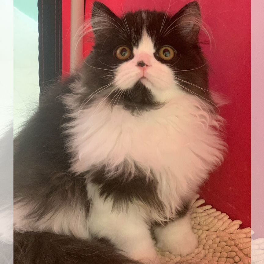 Длинношерстный шотландец