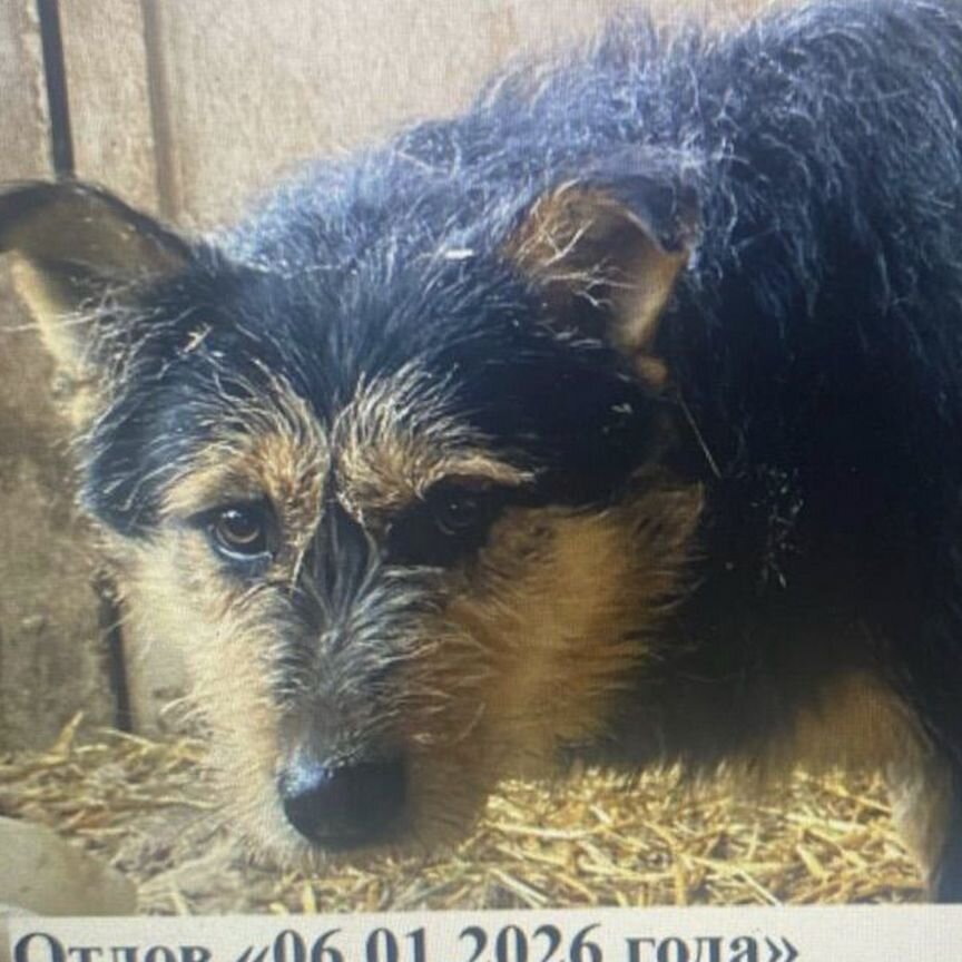 Взрослый пёс в добрые руки