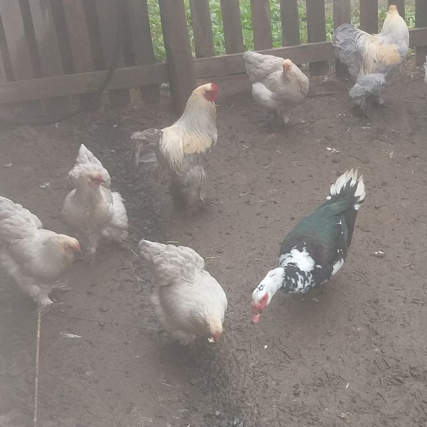 Инкубационное яйцо Брама Изабелла