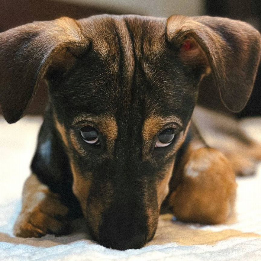 Щенок в добрые руки