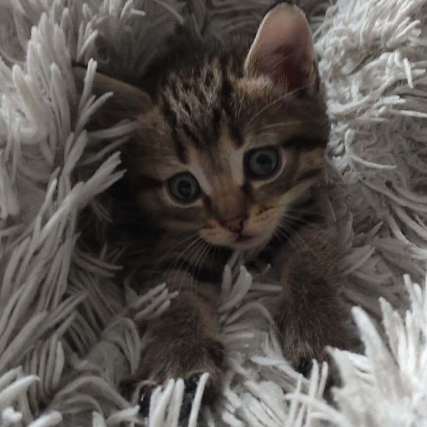 Котёнок в добрые руки