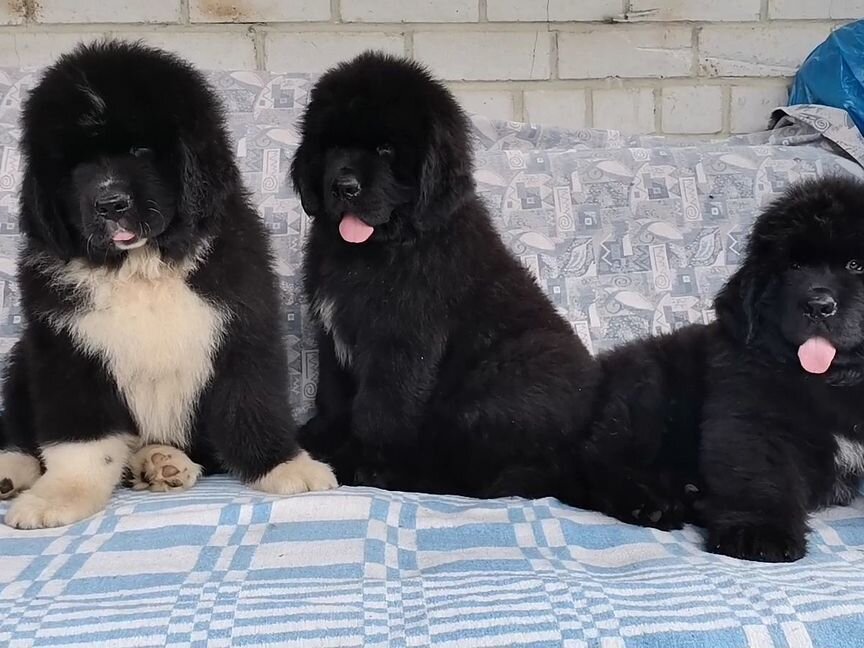 Ньюфо малышня