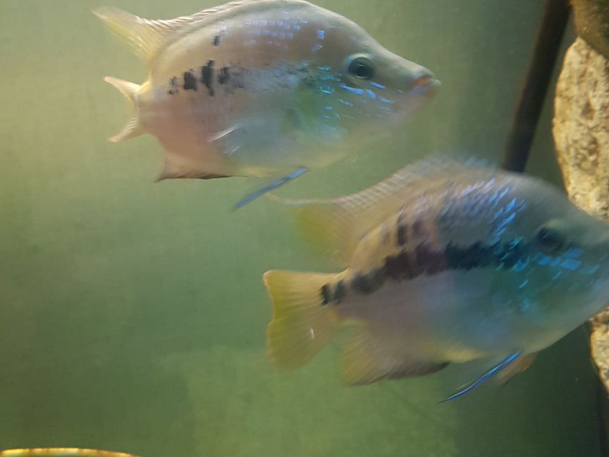 Отдам 2 рыбки