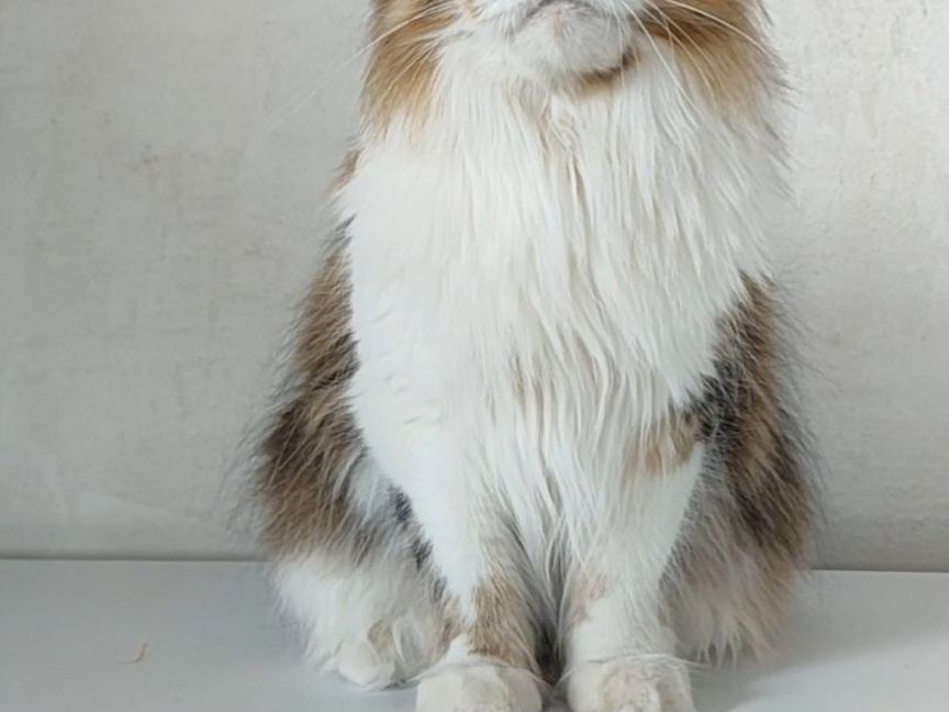 Кошечка мейн кун в добрые руки