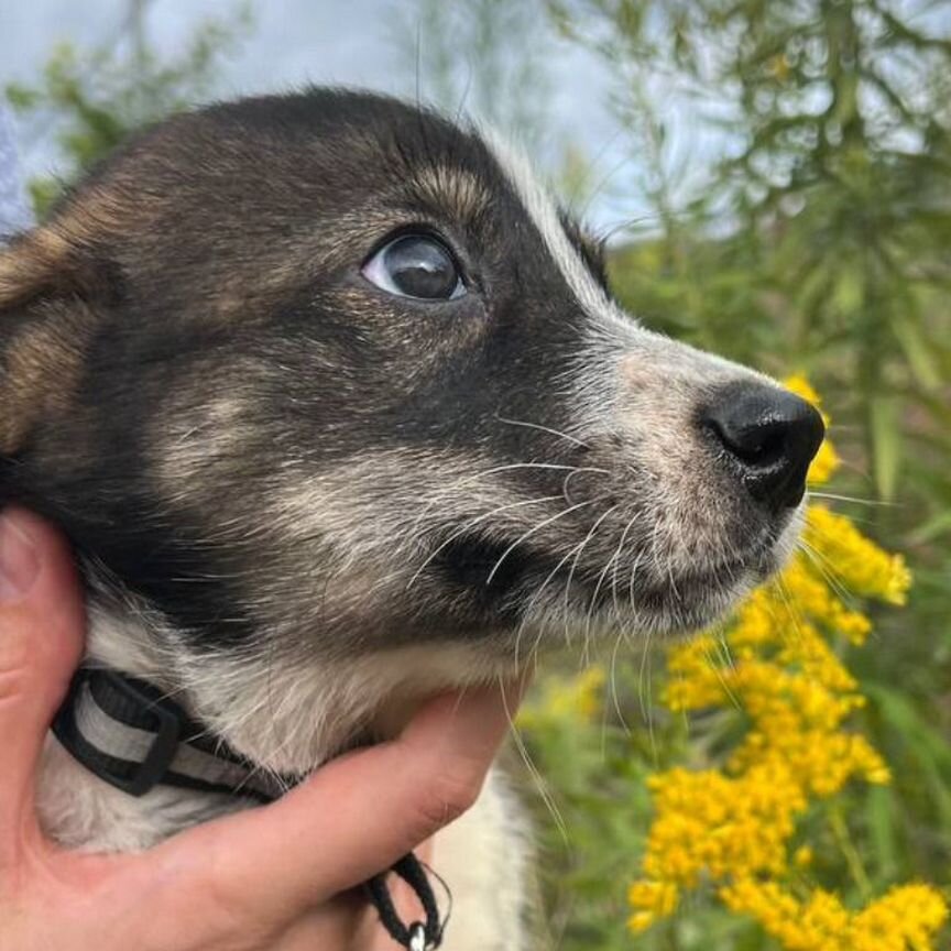 Щенок мальчик в добрые руки бесплатно