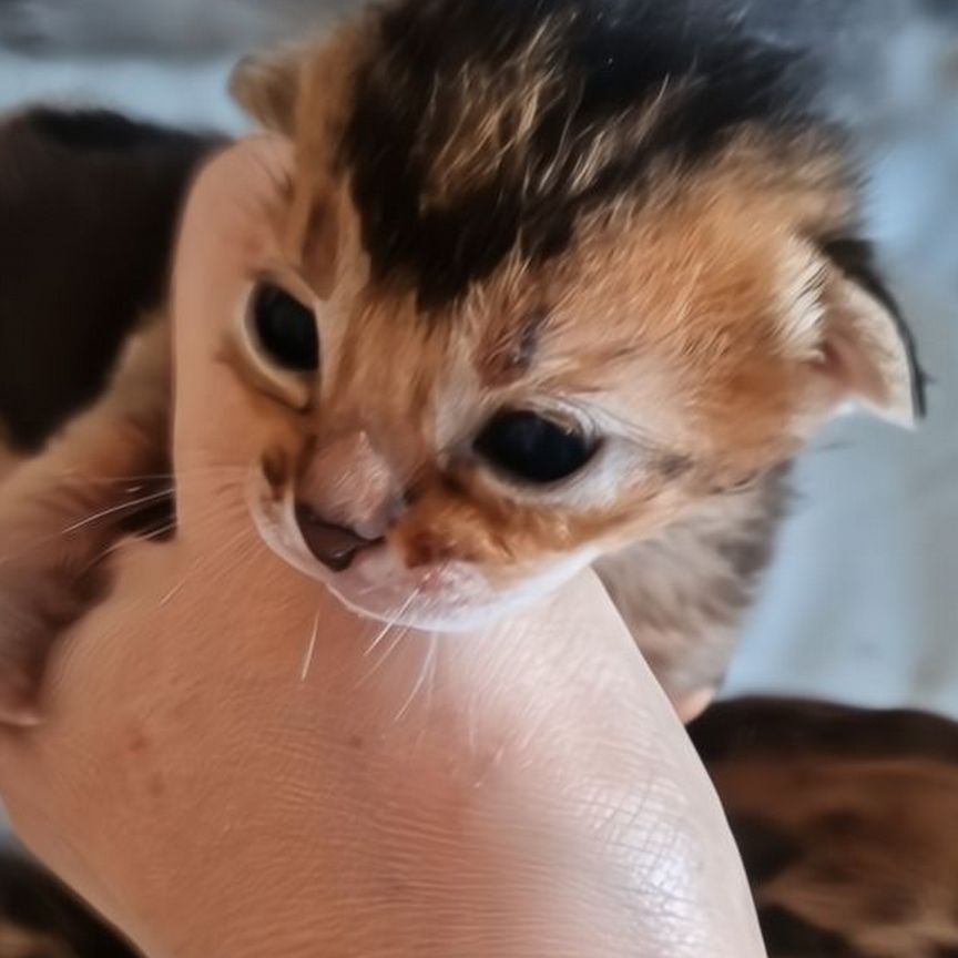 Абиссинский котёнок