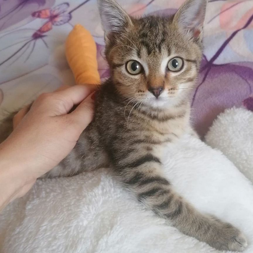 Котёнок Цезарь в добрый руки