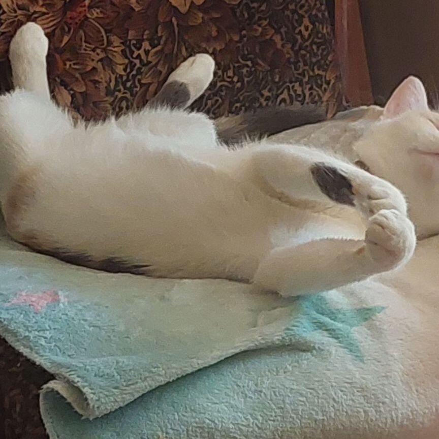 Кошка